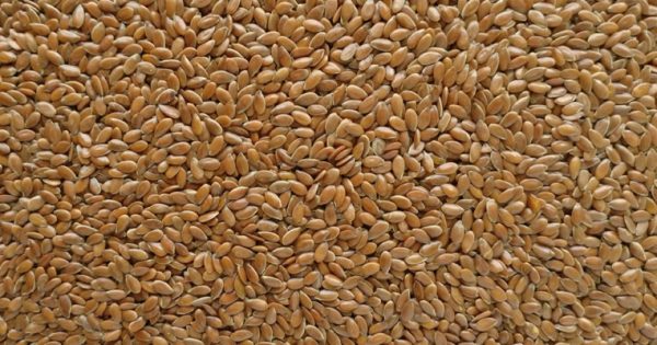 Alsi Seed Exporter India | KBH Trade